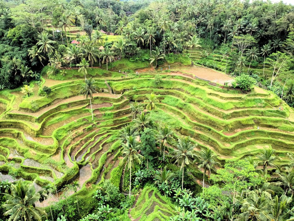 5 Most Beautiful Terrace Fields Worth Visiting - Traveler Dreams