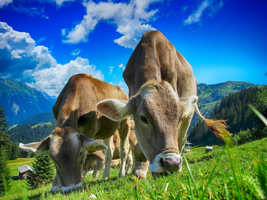 Cow Hugging Is Europe's Latest Wellness Trend - Traveler Dreams