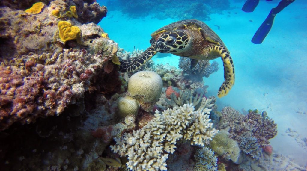 The Best Australian Bases for Any Trip to the Great Barrier Reef ...