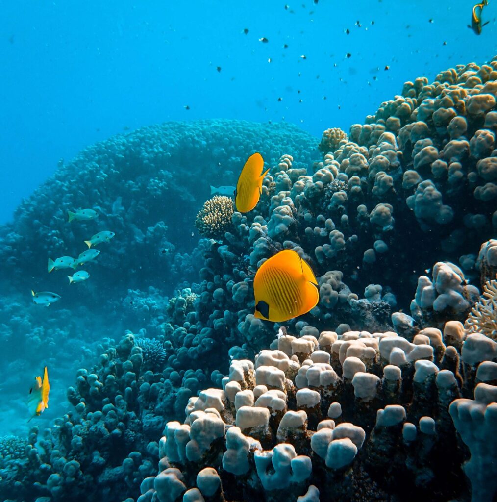 The Best Coral Reefs for a Diver’s Bucket List - Traveler Dreams