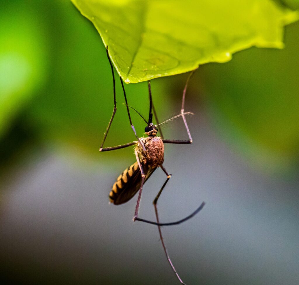 Top Tips for Surviving Insects This Summer - Traveler Dreams